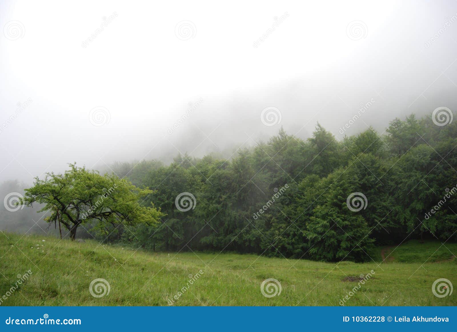 Foggy Morning in Mountain Forest Stock Photo - Image of branch ...