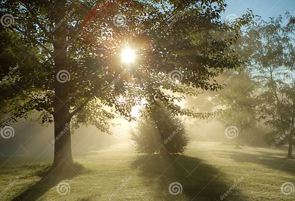 Foggy morning sun stock photo. Image of scene, mist, sunrise - 18088734