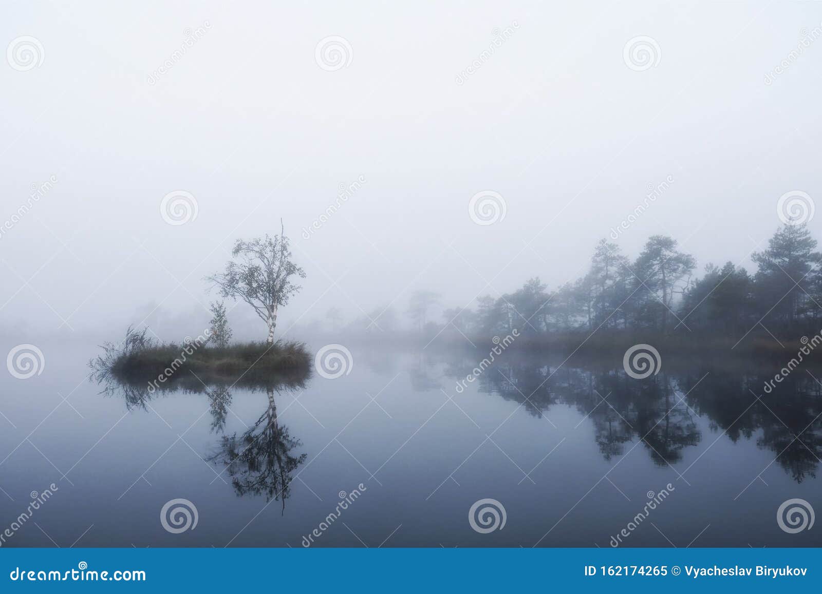 Foggy morning in the swamp stock image. Image of mystery - 162174265