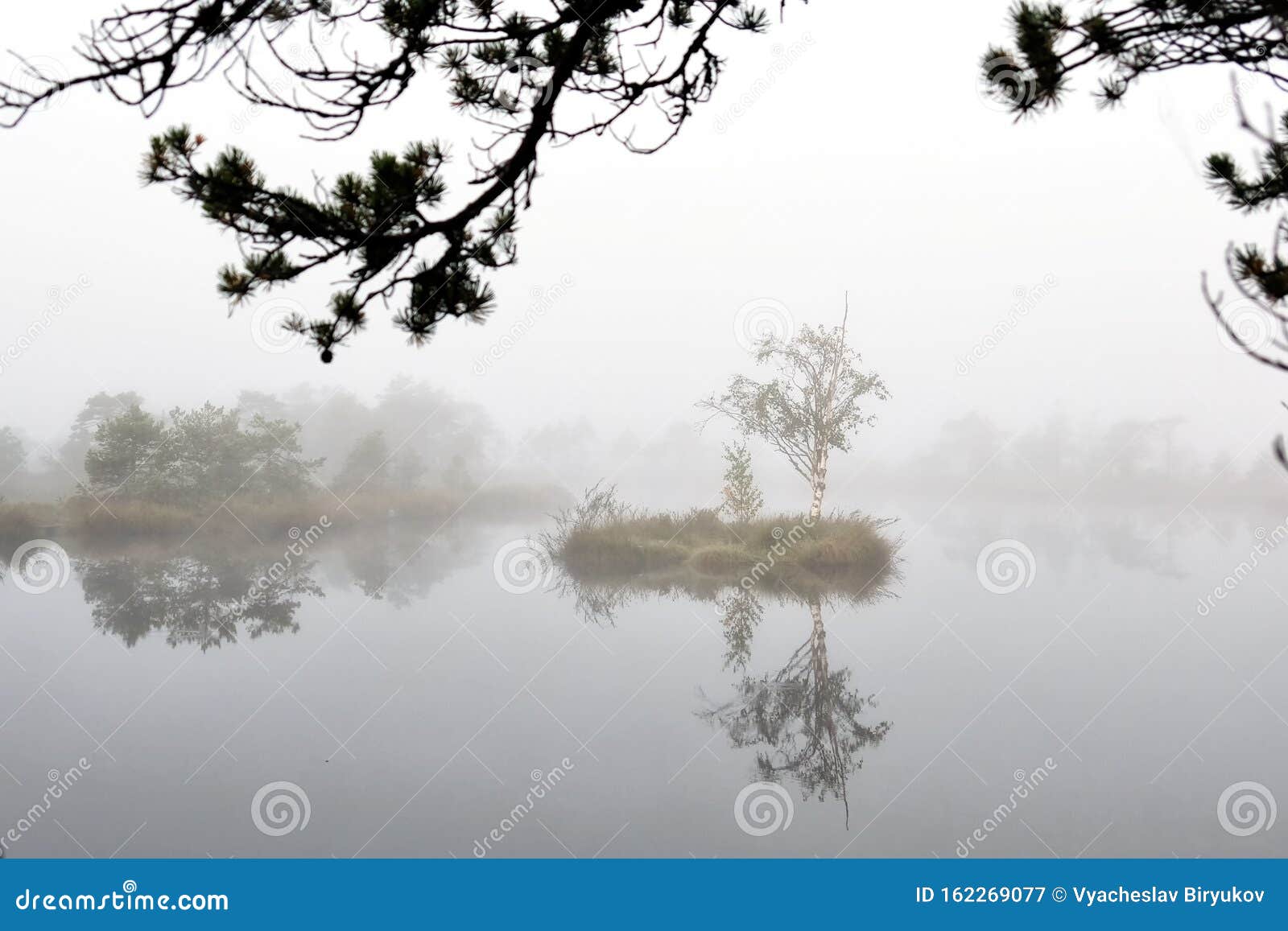 Foggy morning in the swamp stock image. Image of nature - 162269077