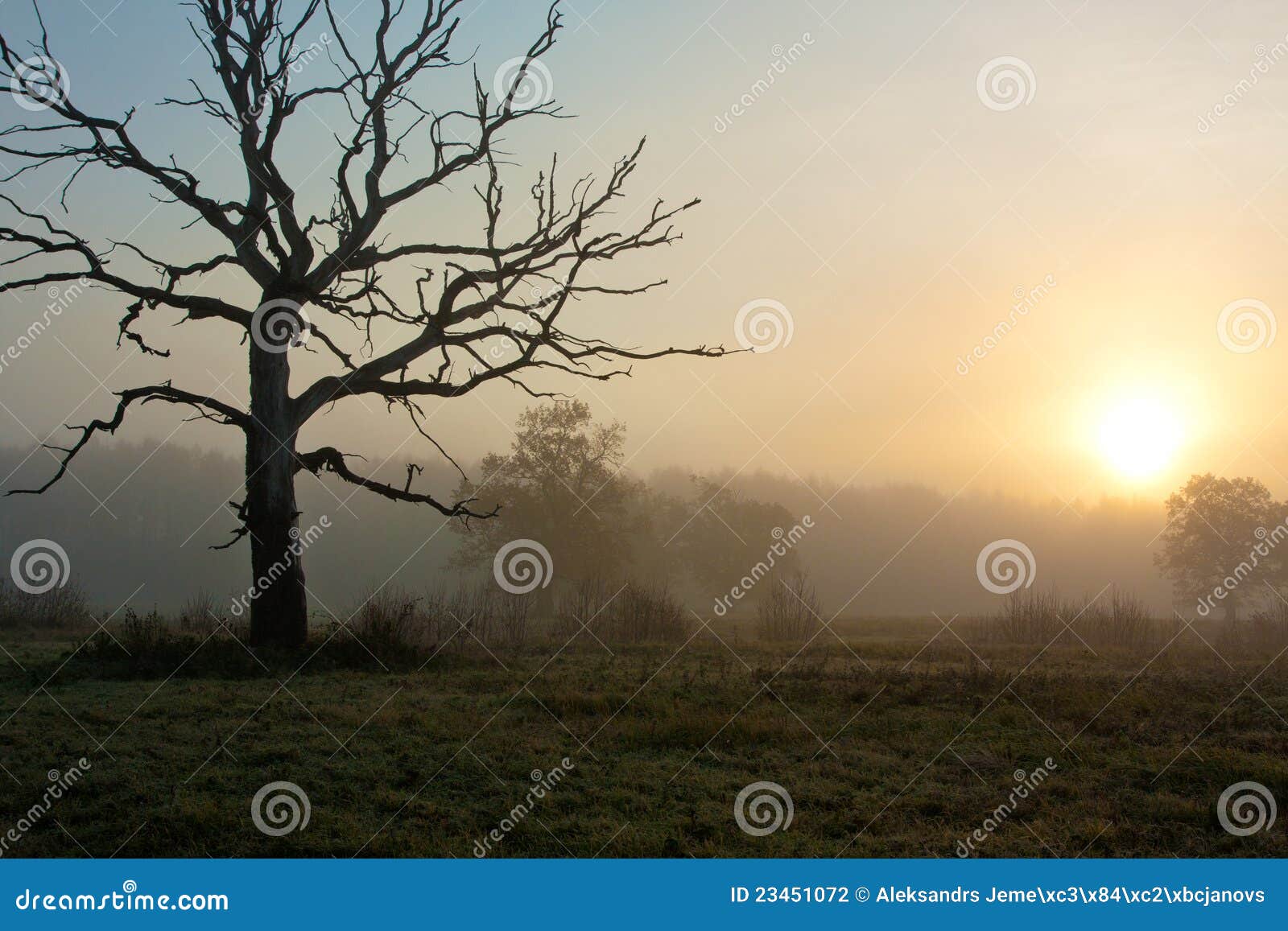 Foggy morning with tree stock photo. Image of scene, meadow - 23451072