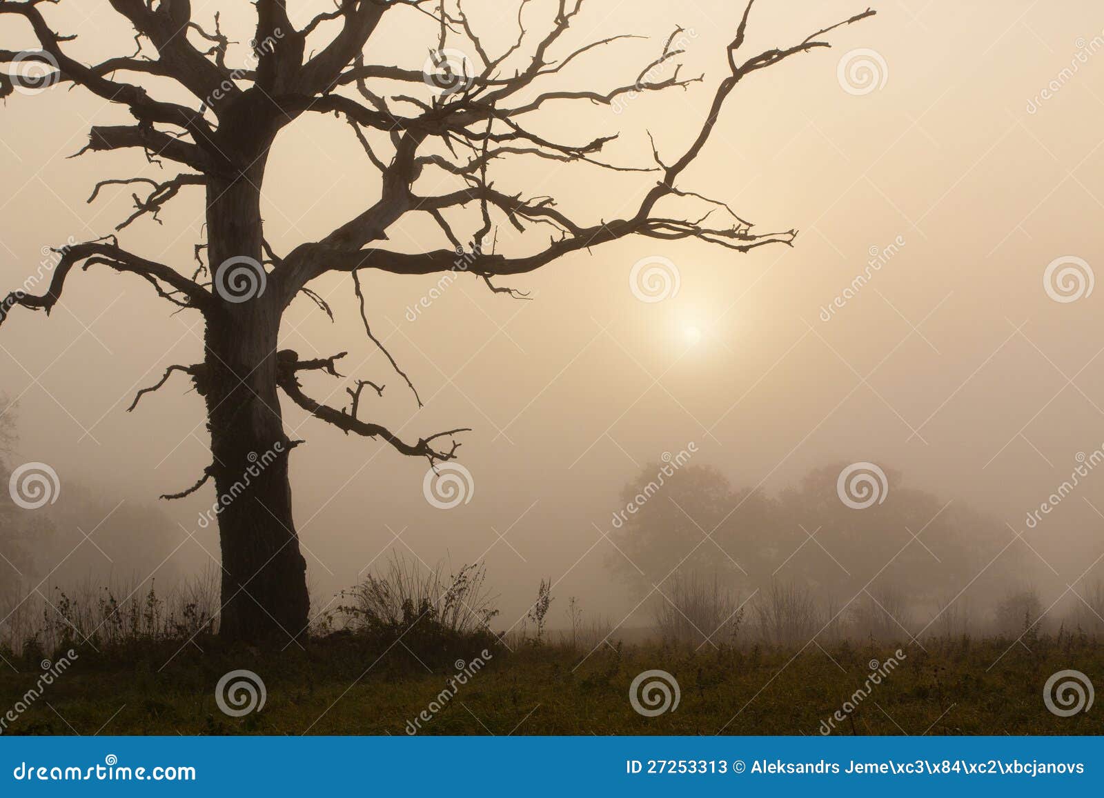 Foggy morning with tree stock image. Image of scenery - 27253313