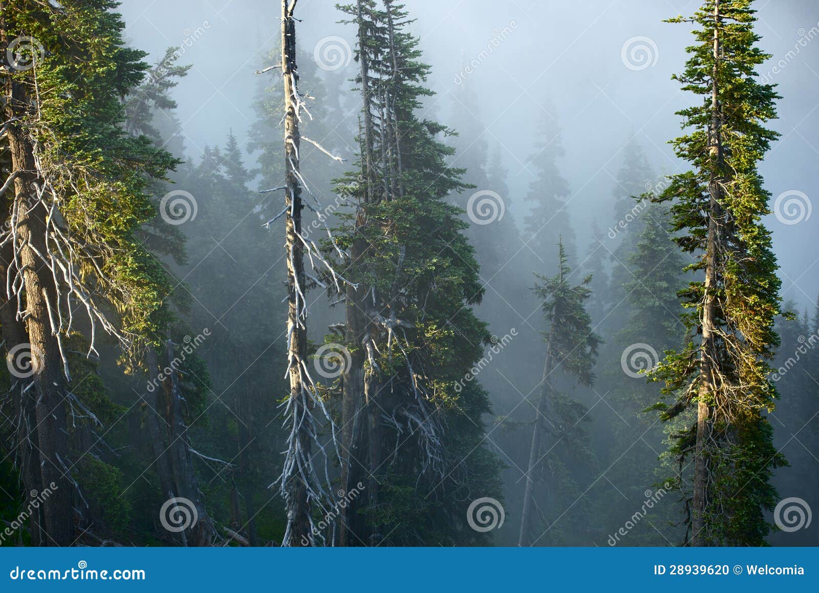 Foggy Mountain Forest stock photo. Image of landscape - 28939620