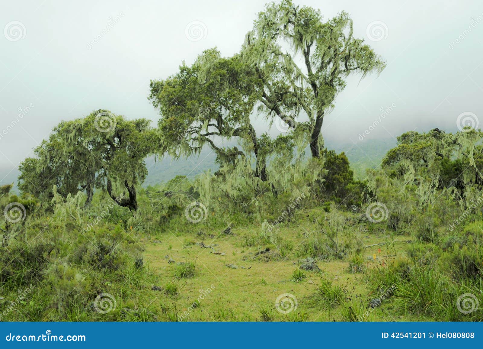 Lichened Trees In The Mountains Of Italy With Sunlight Royalty-Free ...