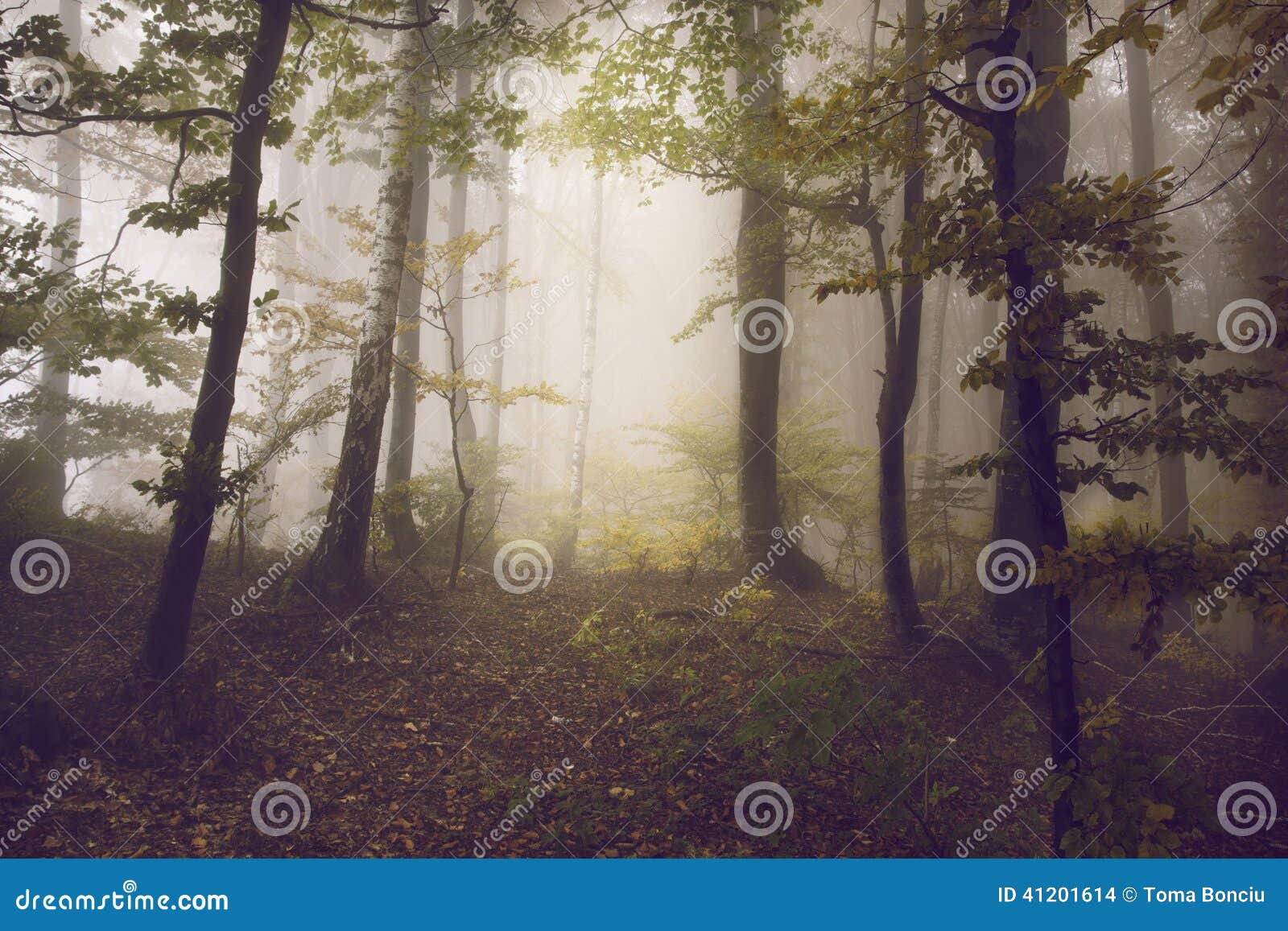 Foggy mystic forest stock photo. Image of fantasy, lake - 41201614