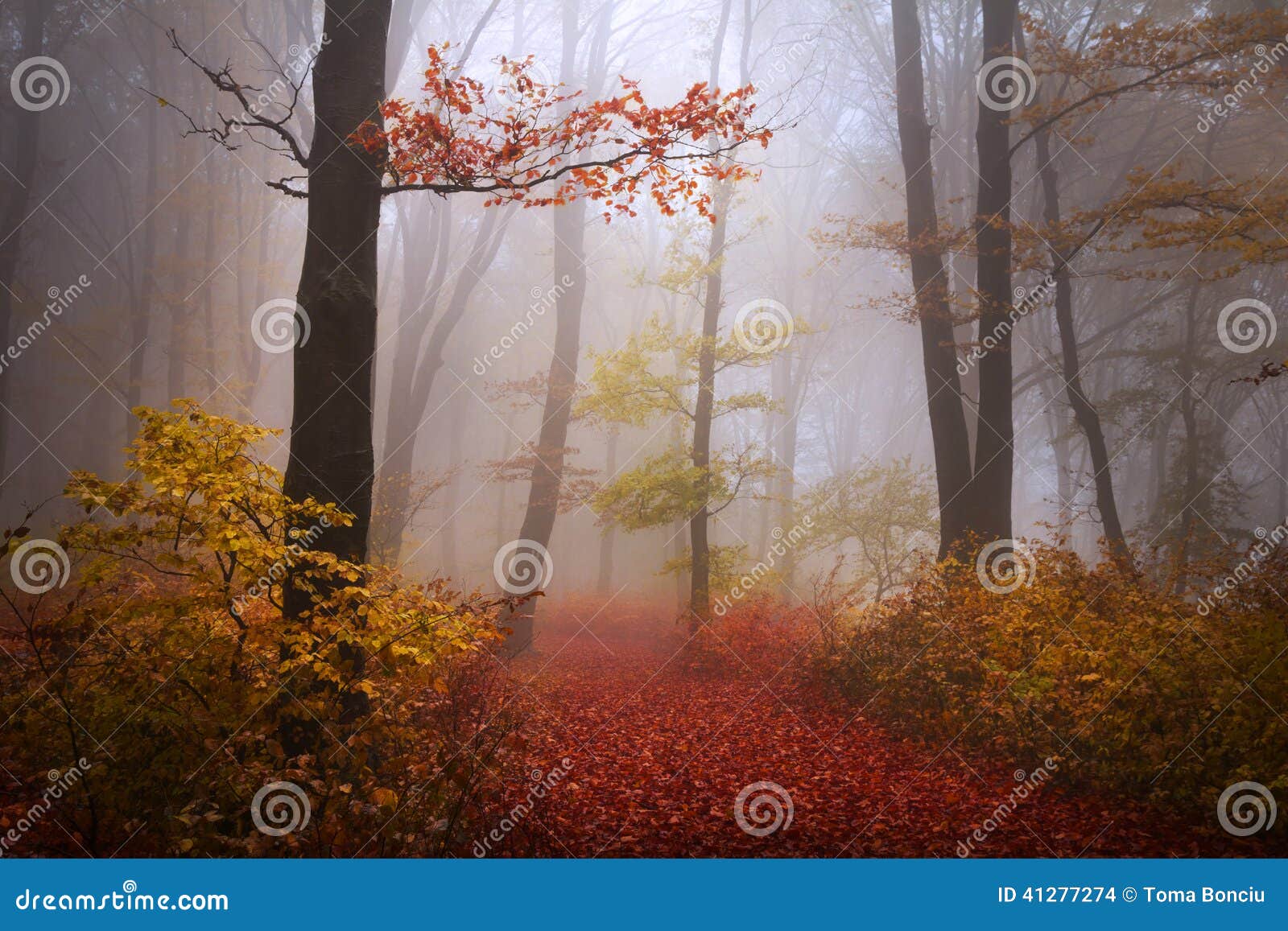 Foggy mystic forest stock photo. Image of fall, mystery - 41277274