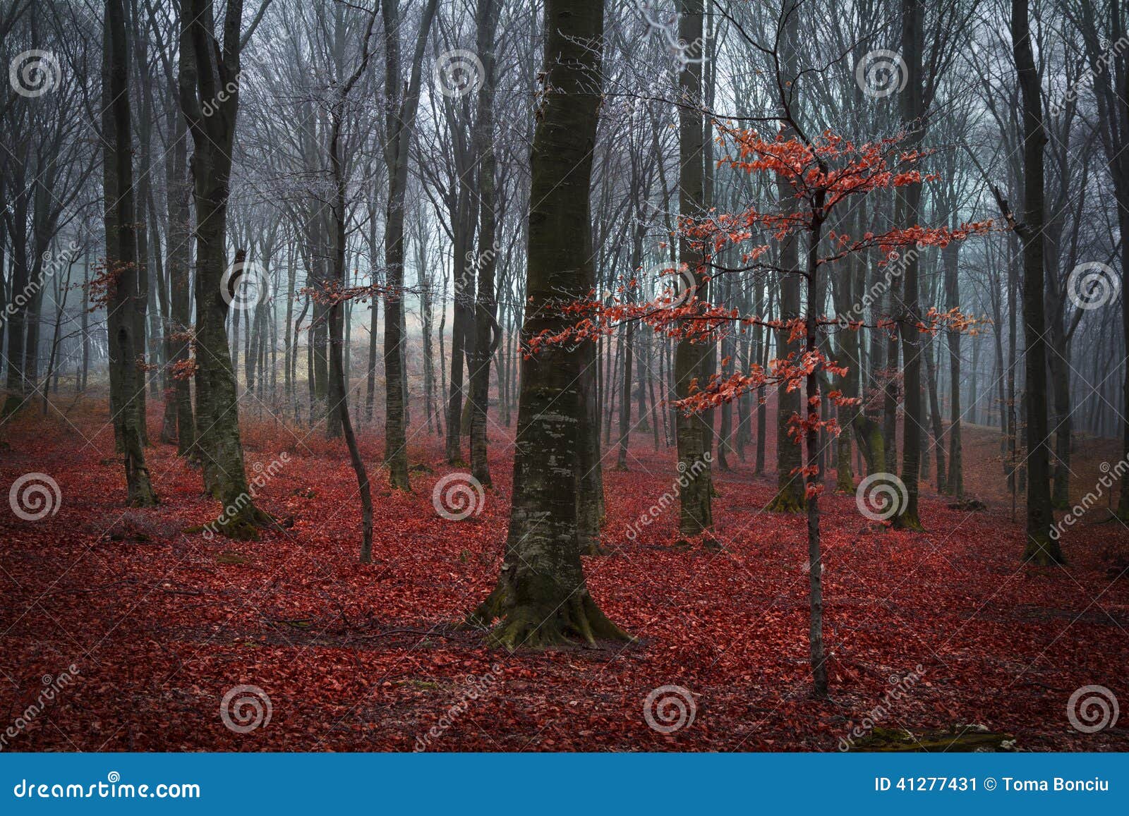 Foggy mystic forest stock image. Image of forest, tree - 41277431