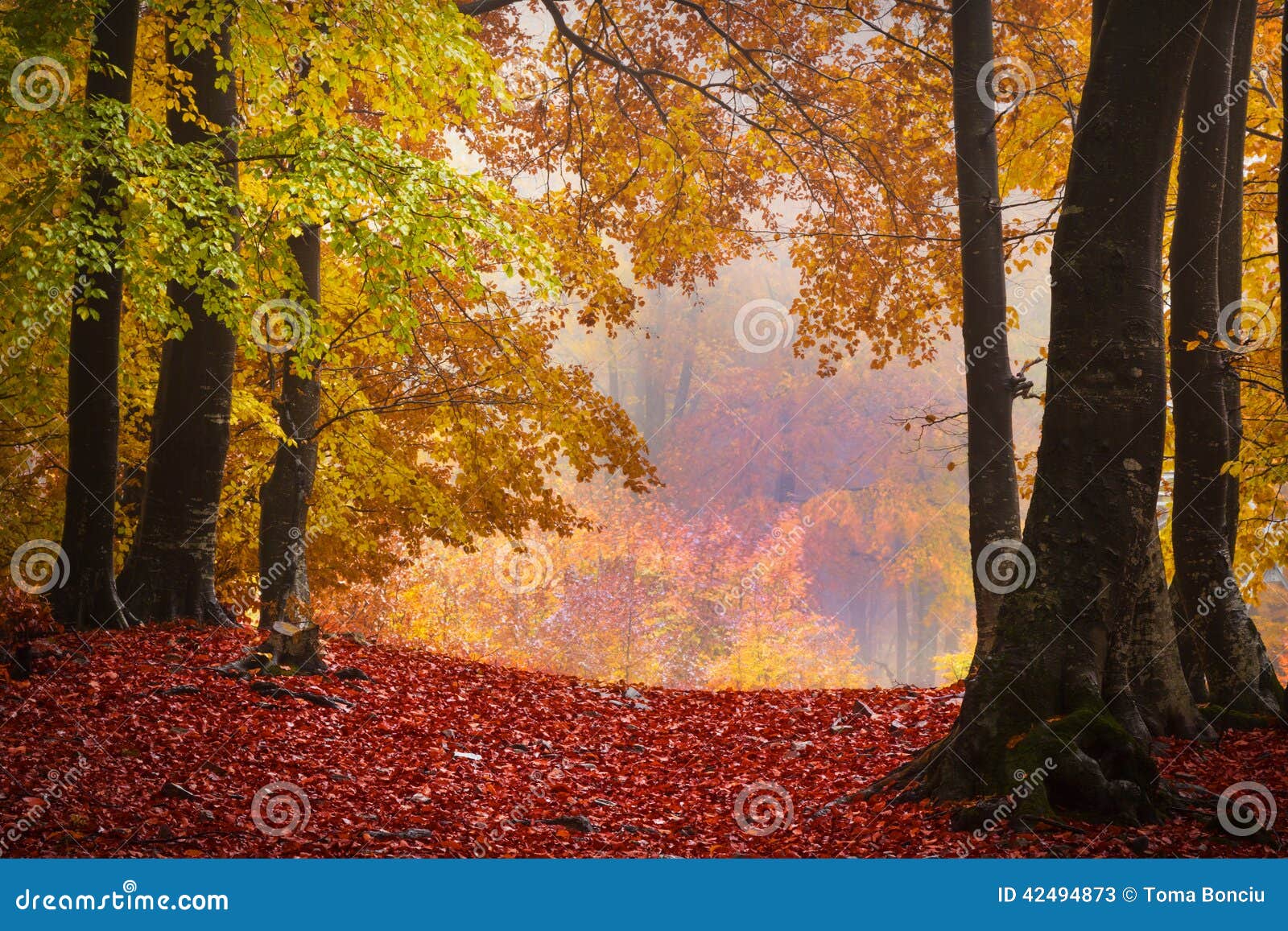 Foggy Mystic Forest during Fall Stock Image - Image of beautiful ...