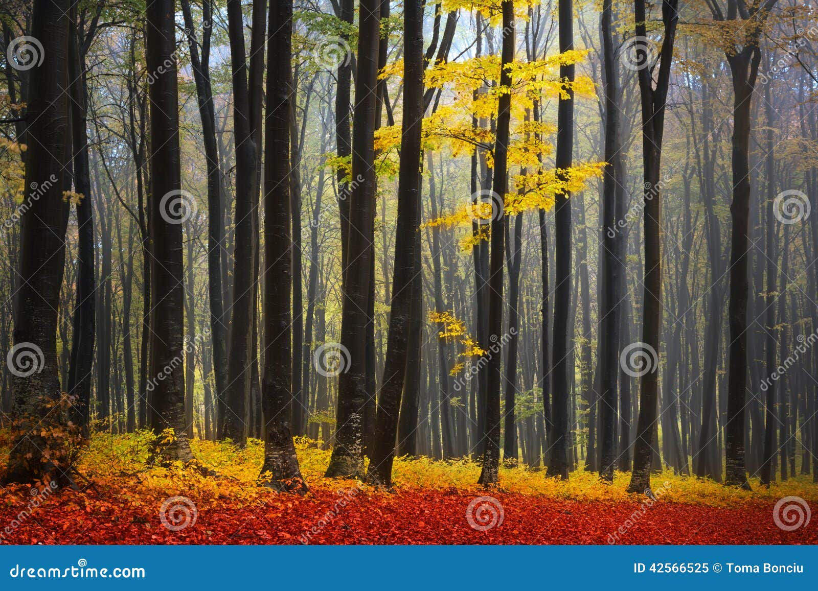Foggy Mystic Forest during Fall Stock Image - Image of outdoor, mystery ...