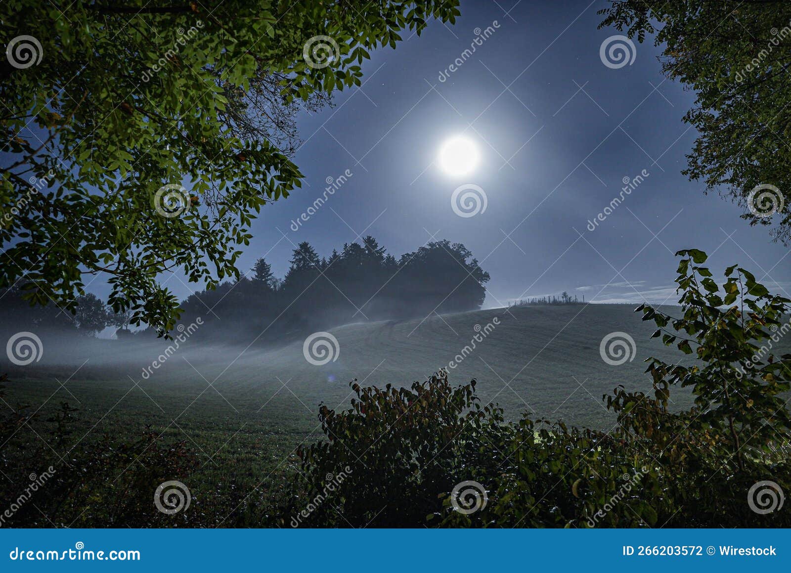 Foggy Night View with Full Moon Looking through the Hedges Stock Photo ...