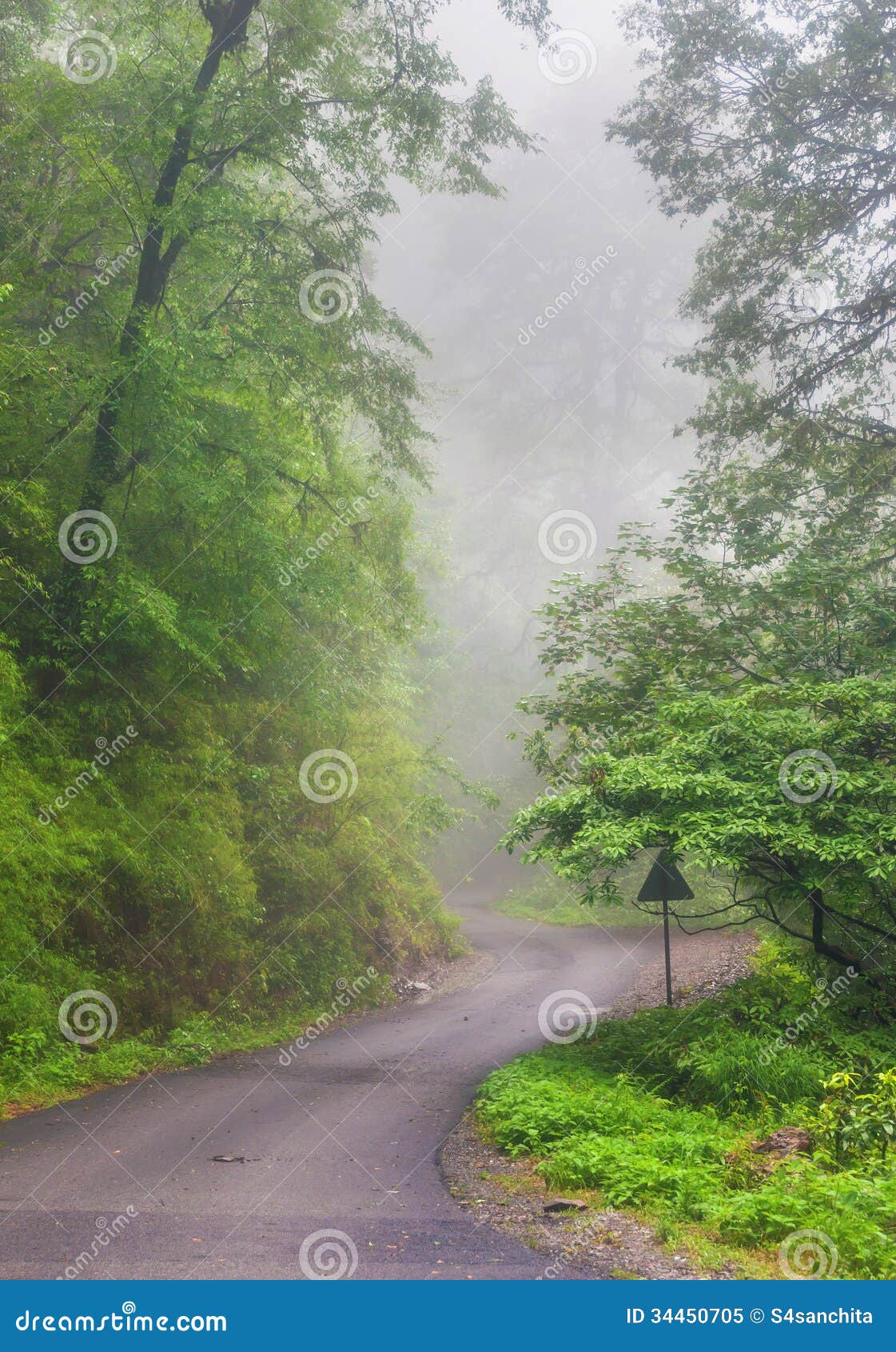 Foggy path stock image. Image of tall, tree, environment - 34450705