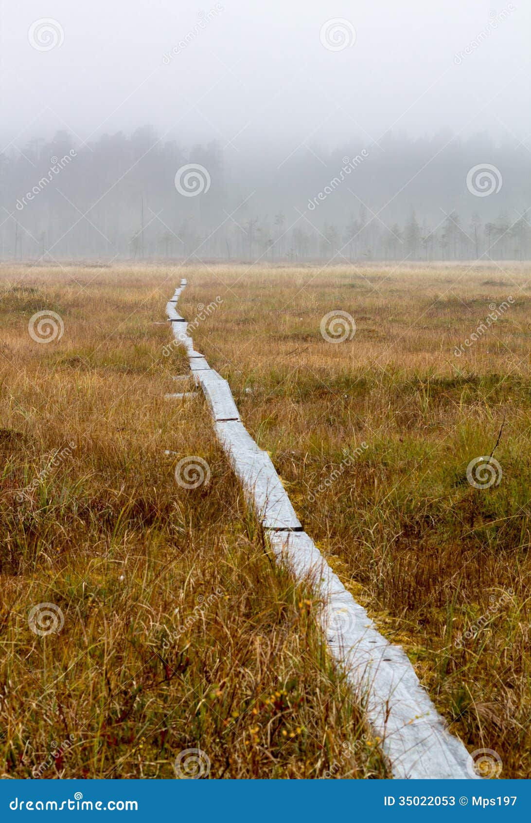 Path through a foggy bog stock image. Image of outdoor - 35022053