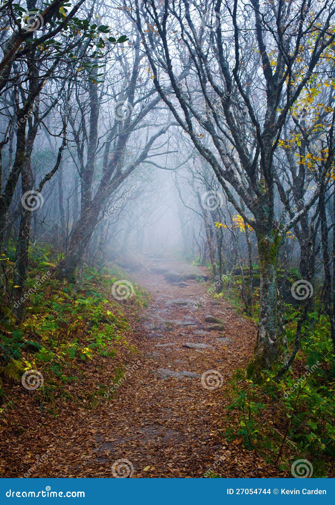 Foggy pathway stock photo. Image of season, branch, beautiful - 27054744