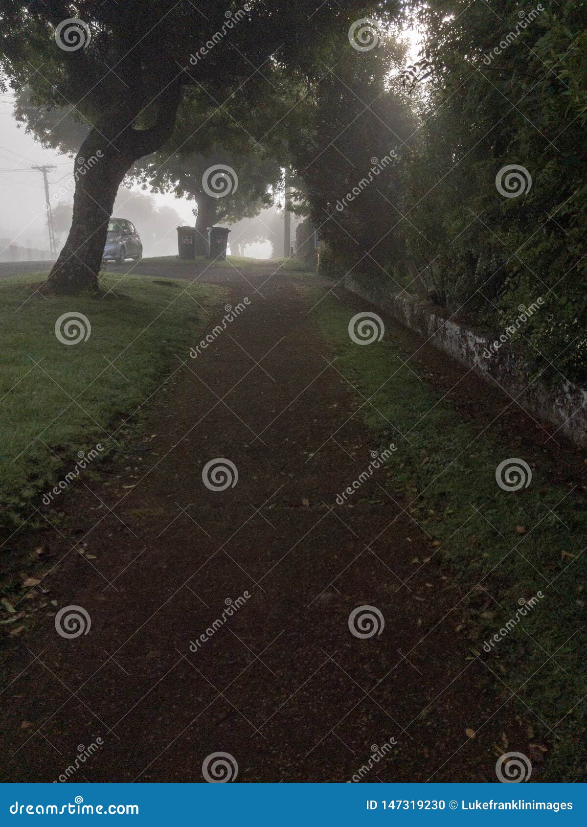 Foggy Pathway Under Shadowy Trees Stock Photo - Image of path, nature ...