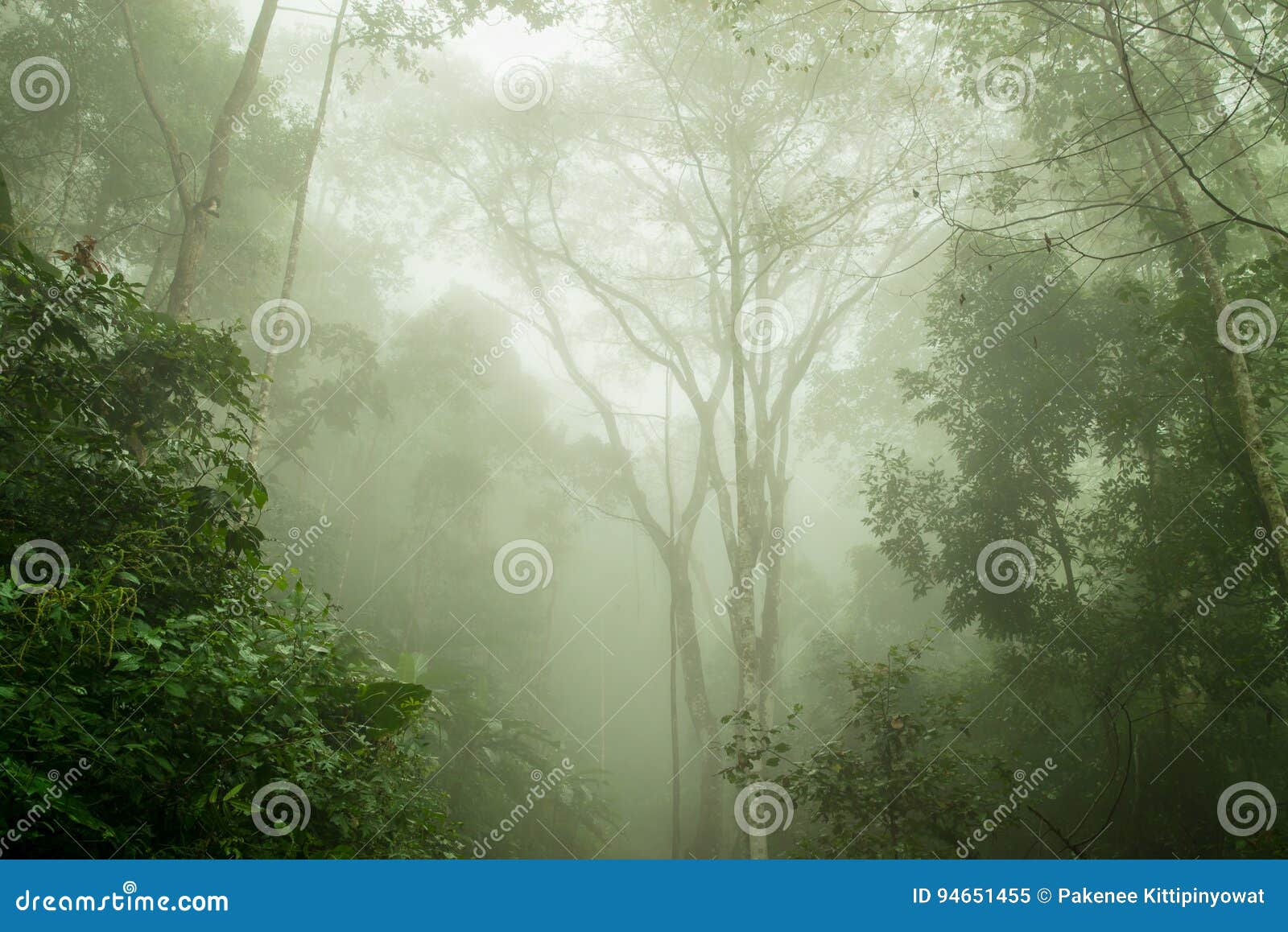 Foggy Rainforest in the Mist, Soft Focus Stock Image - Image of hiking ...