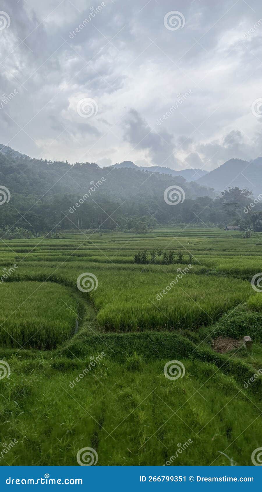 Foggy Ricefield stock image. Image of ricefield, foggy - 266799351