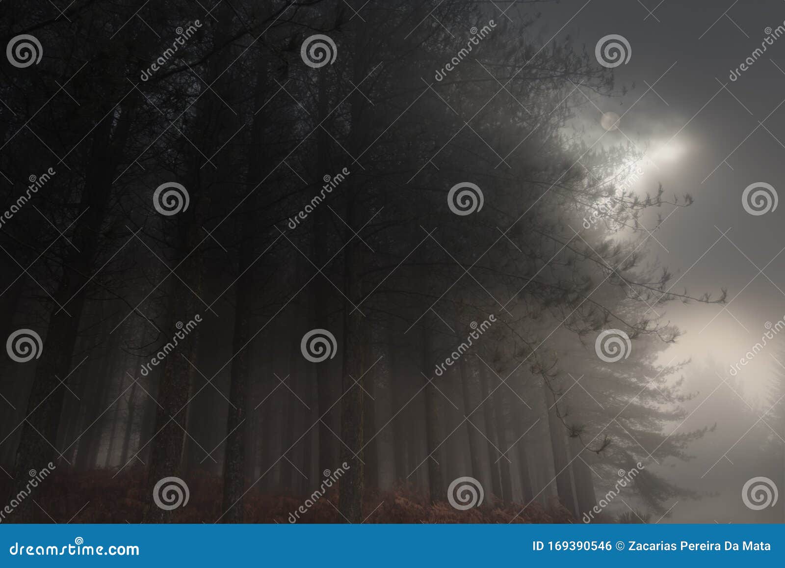 Foggy rising moon stock photo. Image of foggy, morning - 169390546