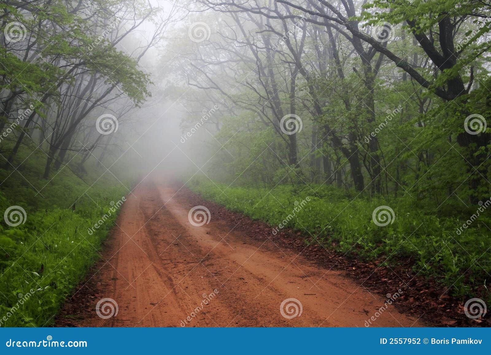 Foggy road through forest stock photo. Image of dirt, mist - 2557952