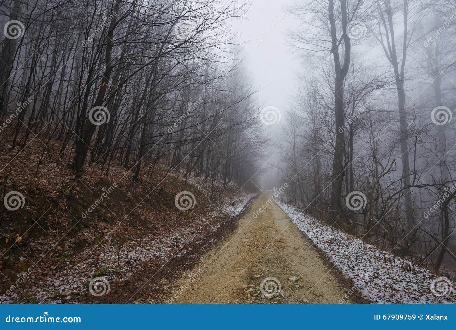 Foggy road in the forest stock image. Image of scene - 67909759