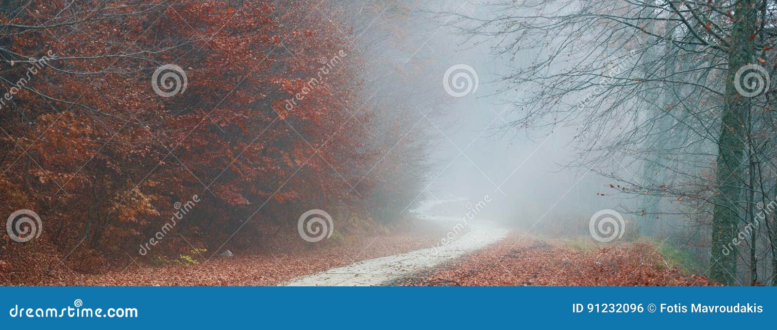 Foggy Rural Road in the Forest Stock Photo - Image of autumnal ...