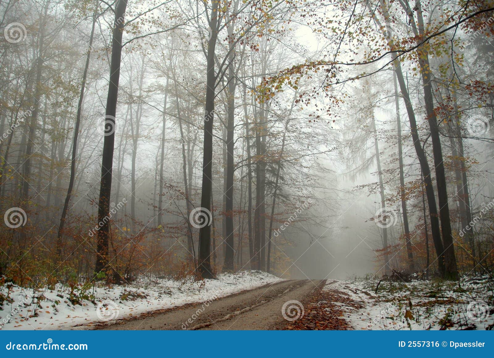 Foggy Snow Scene Royalty Free Stock Image - Image: 2557316