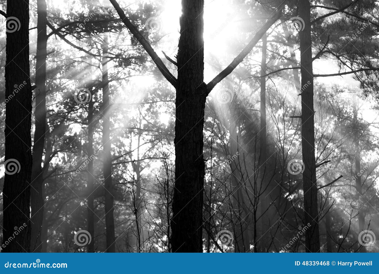 Foggy Sun Rays Shine Thru Forest Stock Photo - Image of forest ...