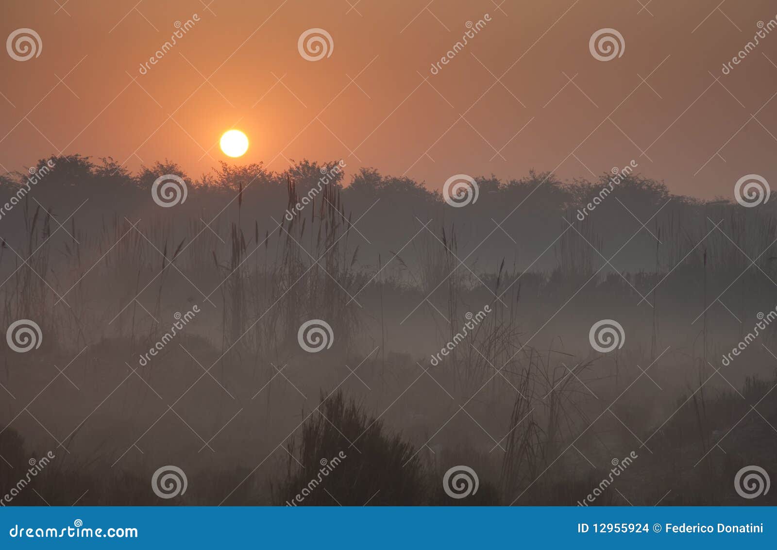 Foggy sunrise stock photo. Image of morning, grove, mist - 12955924