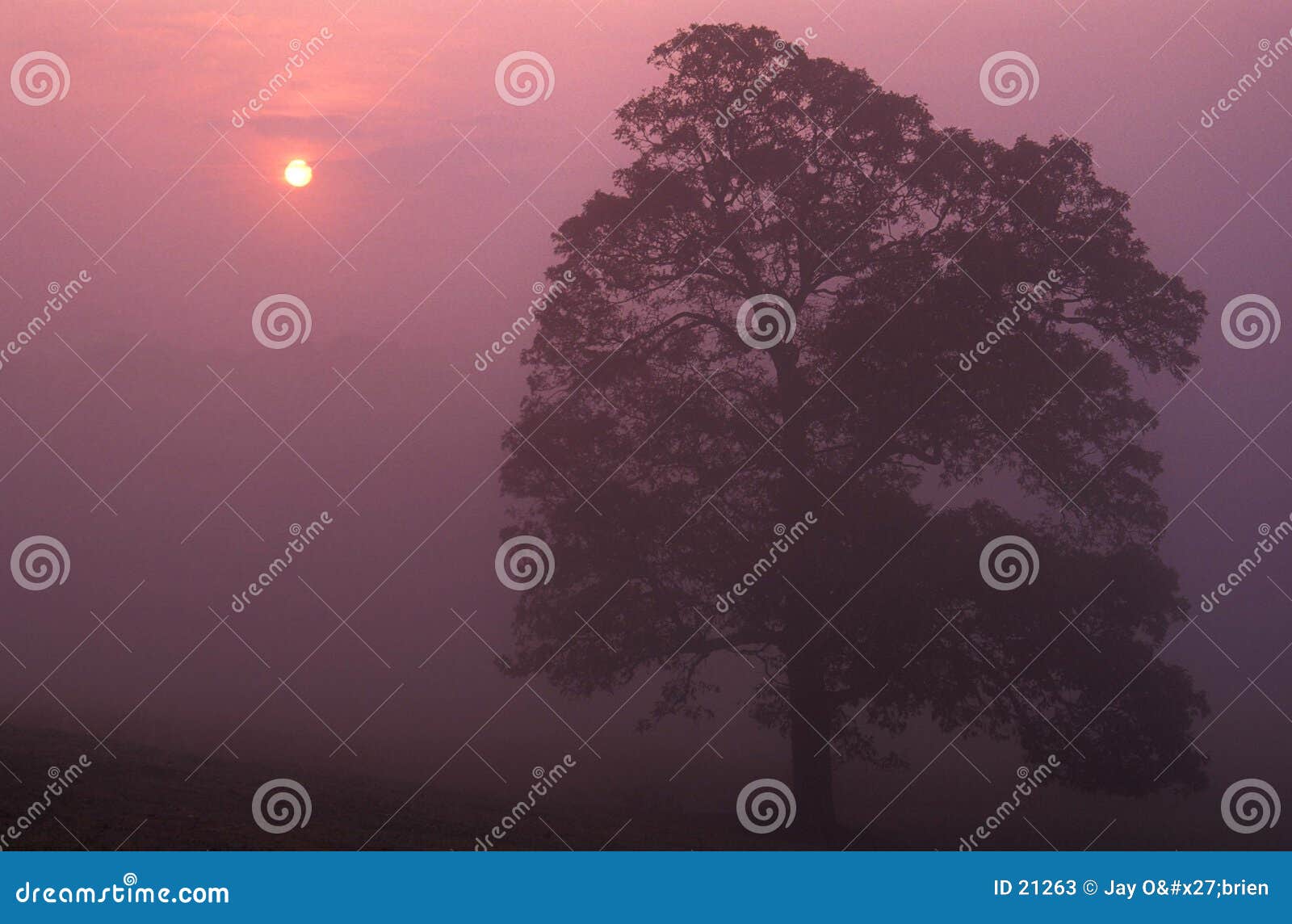Foggy sunrise stock image. Image of fine, fall, parks, seasonal - 21263