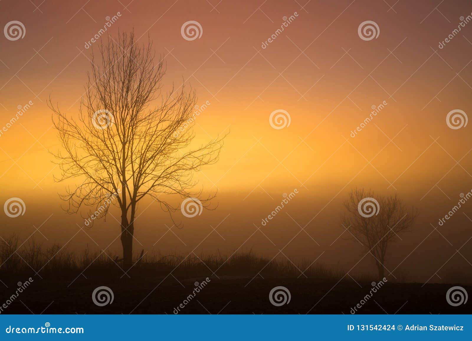 Foggy Sunset Evening, Landscape with a Tree Stock Photo - Image of ...