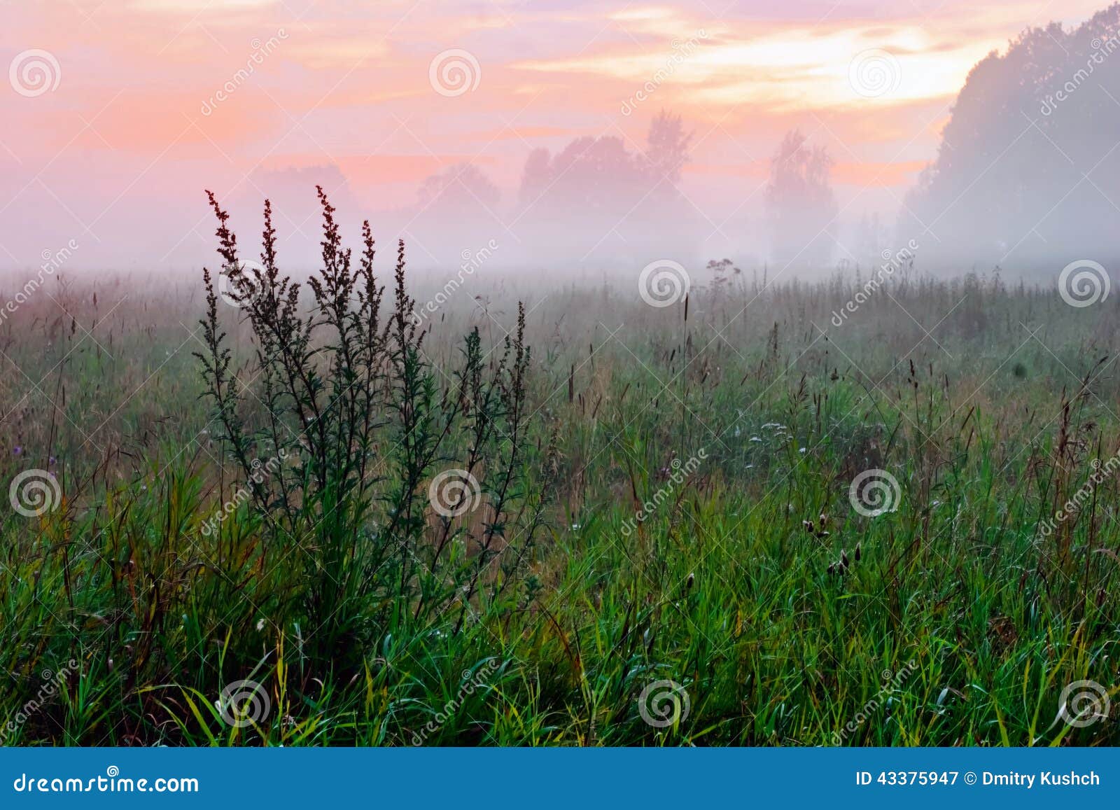 Foggy Sunset in Summer Field Stock Image - Image of environment ...