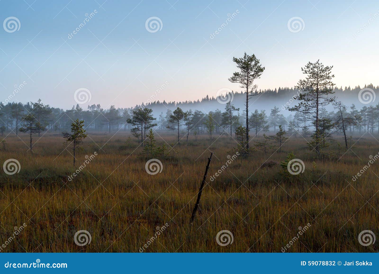 Foggy swamp stock photo. Image of tree, sunset, moon - 59078832