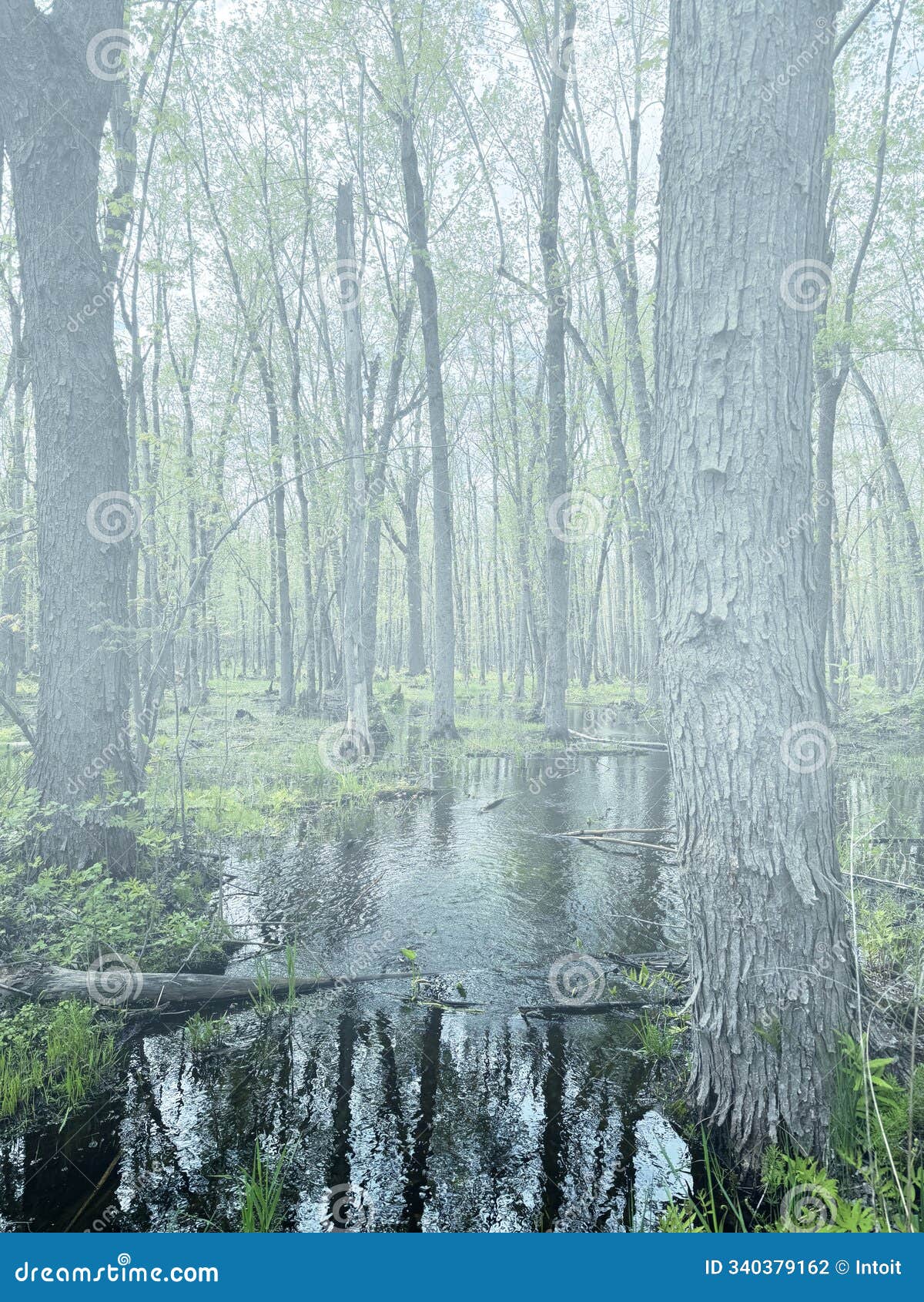 Foggy Swamp with Old Trees stock photo. Image of running - 340379162