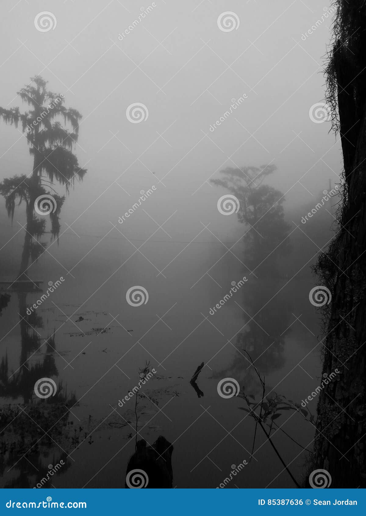 Foggy swamp stock photo. Image of foggy, reflection, blackwhite - 85387636