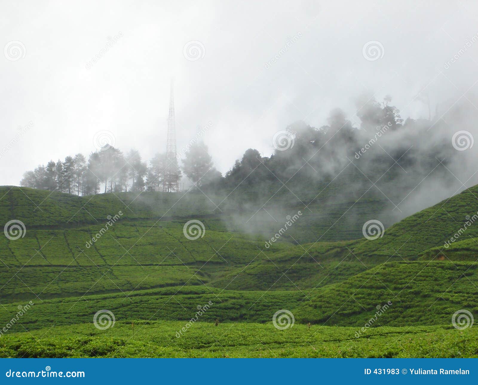 Foggy tea garden stock image. Image of java, west, fresh - 431983