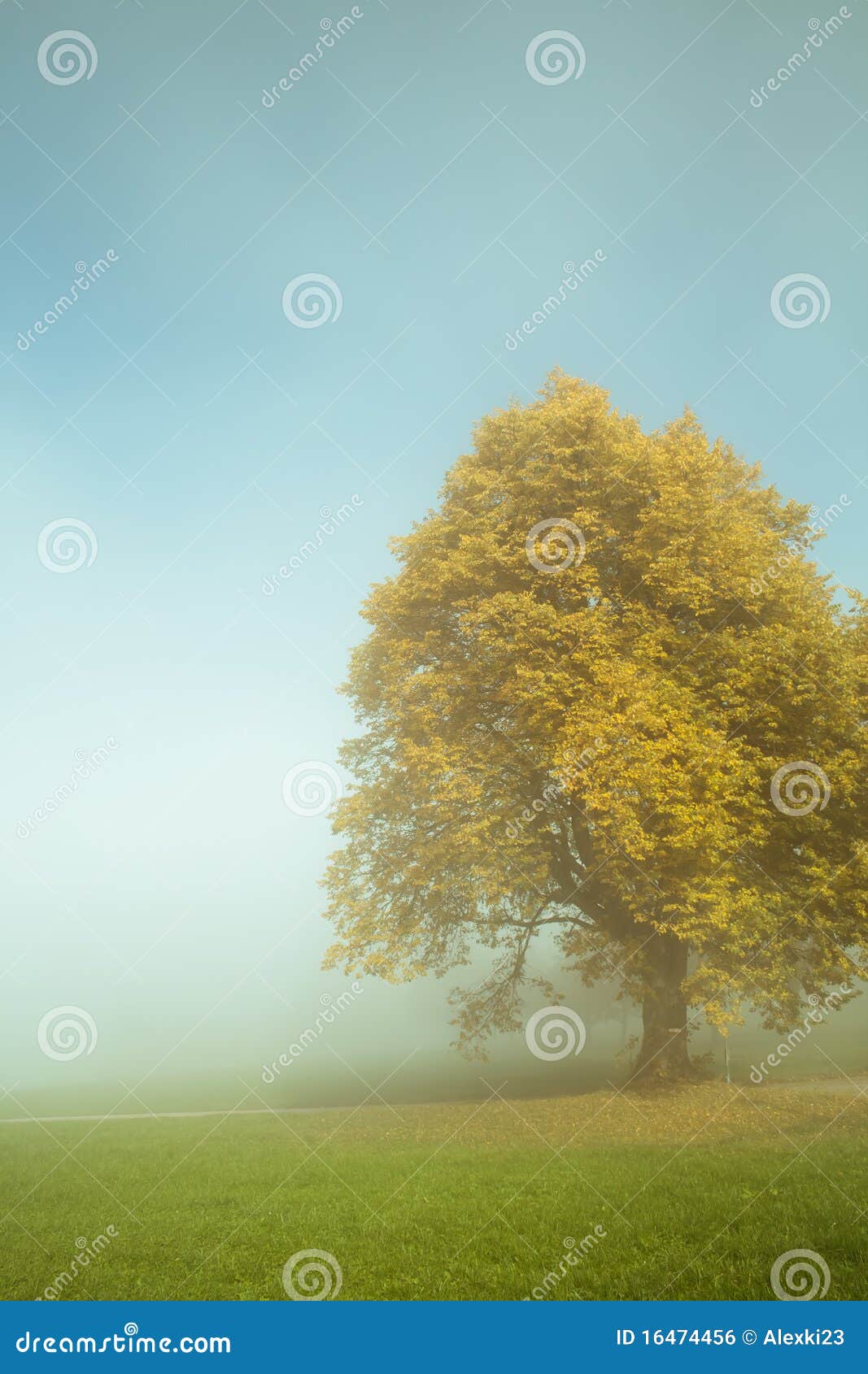 Foggy tree stock photo. Image of mist, leaves, misty - 16474456