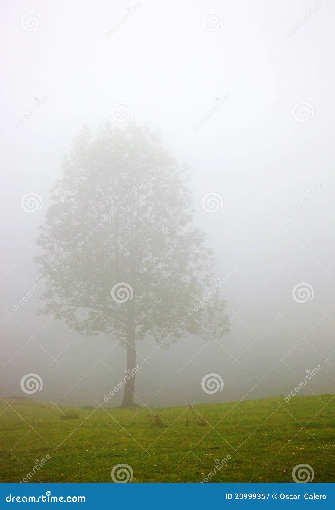 Foggy tree stock image. Image of nature, plants, flora - 20999357