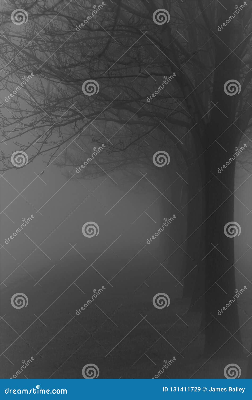 FOGGY TREE LINE stock image. Image of foggy, black, tree - 131411729