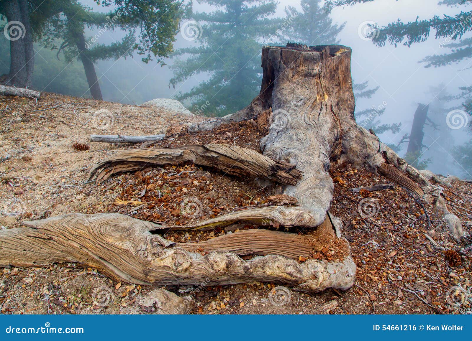 7,490 Stump Floor Stock Photos - Free & Royalty-Free Stock Photos from ...