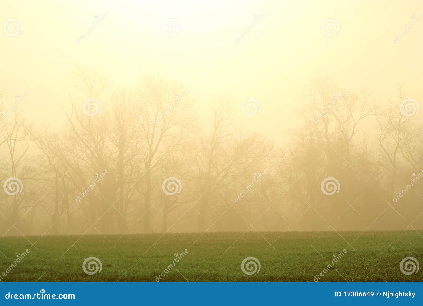 Foggy trees stock image. Image of landscape, tree, foggy - 17386649