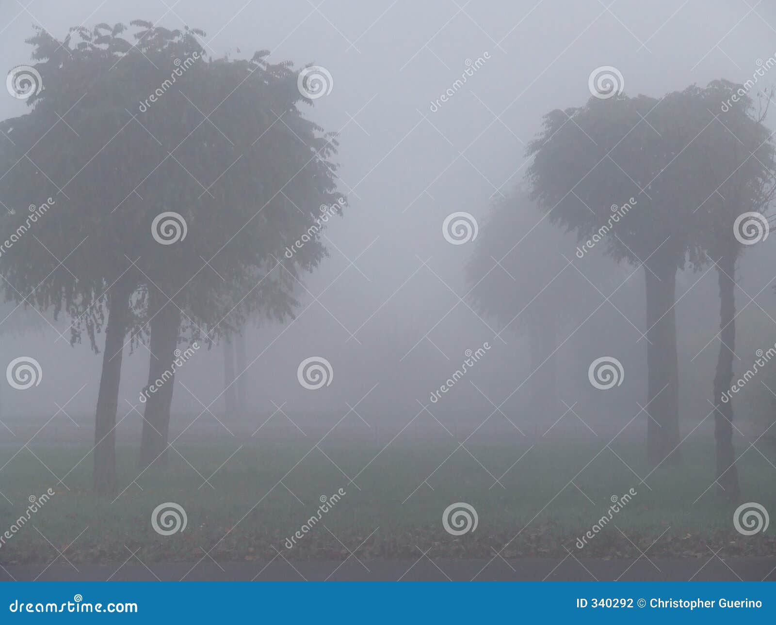 Foggy trees stock photo. Image of tree, autumn, grass, november - 340292