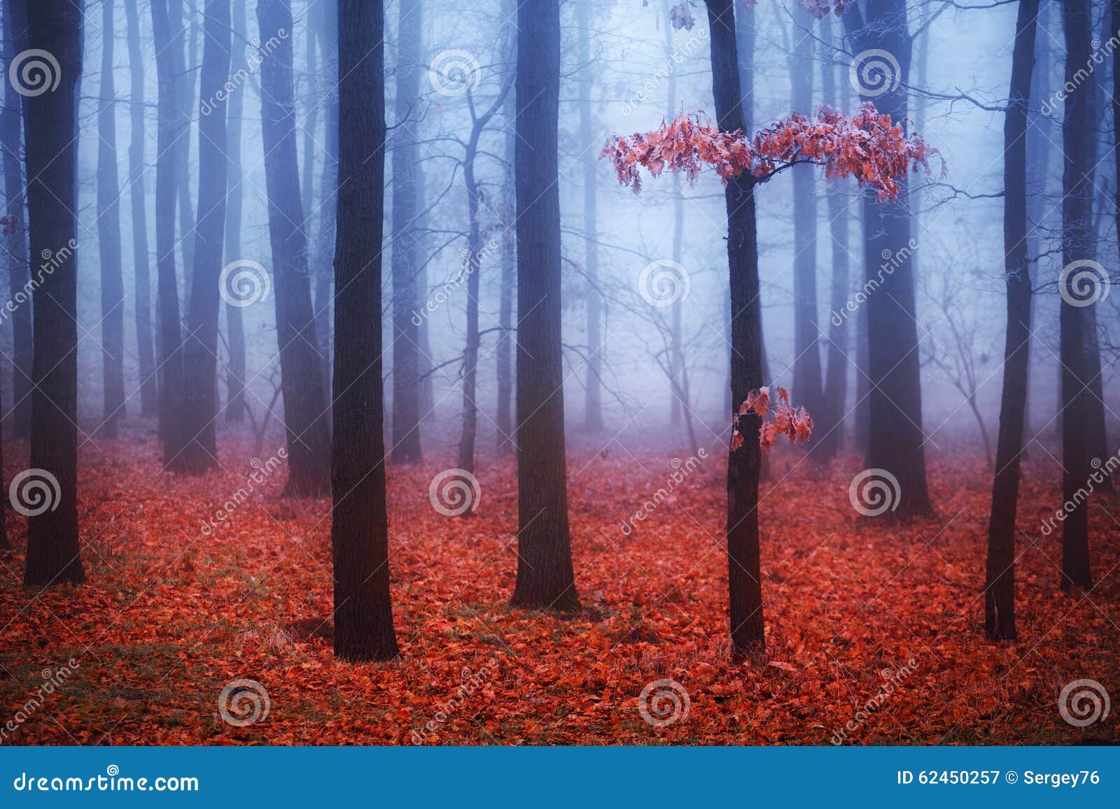 Foggy Trees in Forest with Red Leaves Stock Image - Image of fairy ...