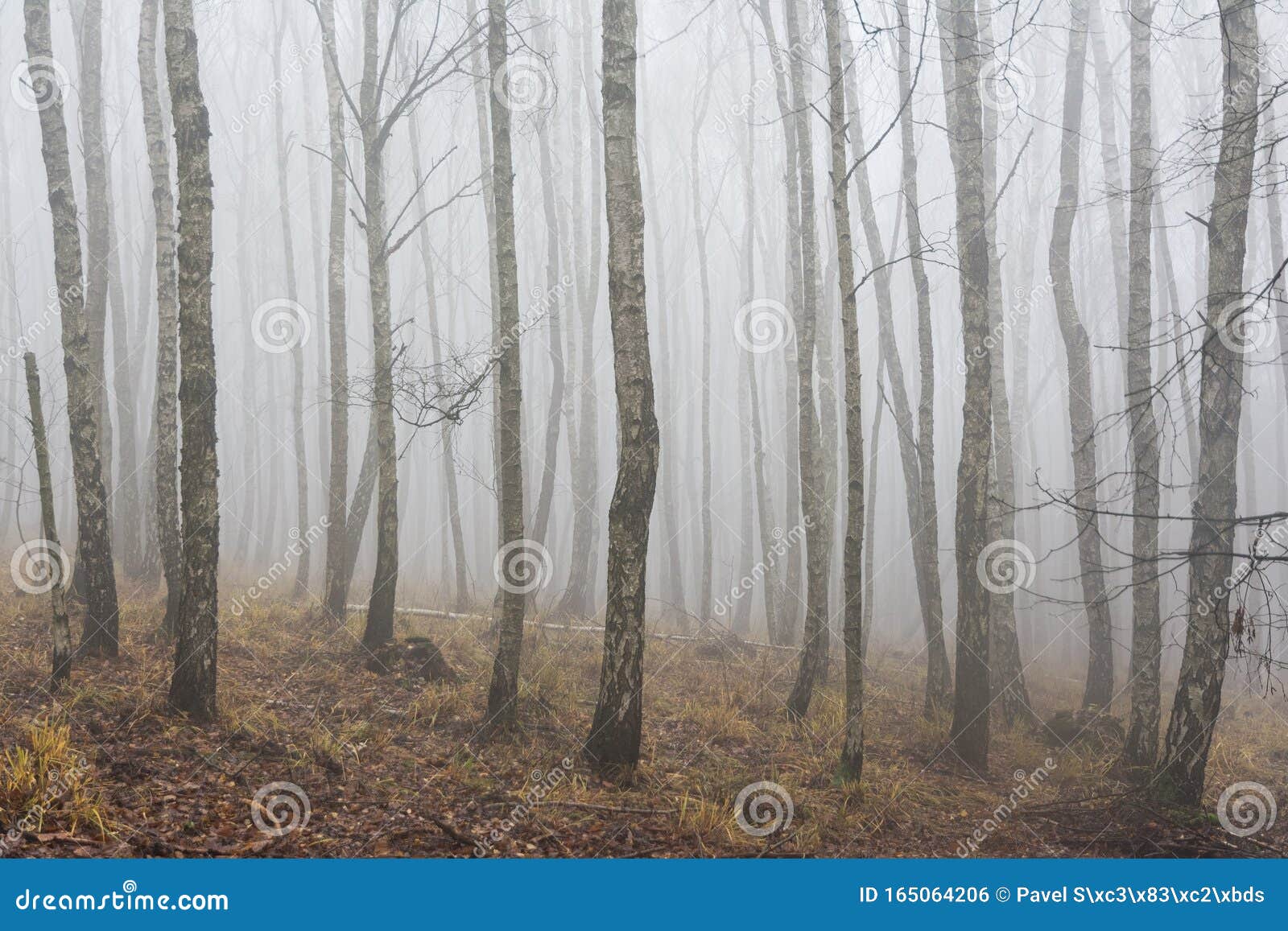Foggy Weather in the Forest Stock Photo - Image of night, weather ...