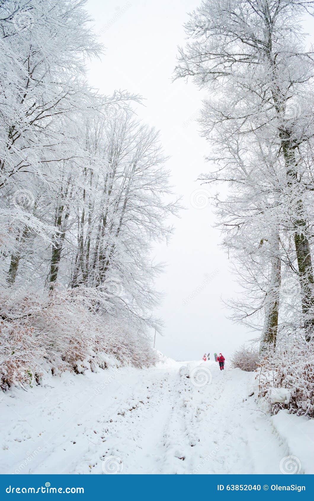 Foggy winter forest stock photo. Image of morning, season - 63852040