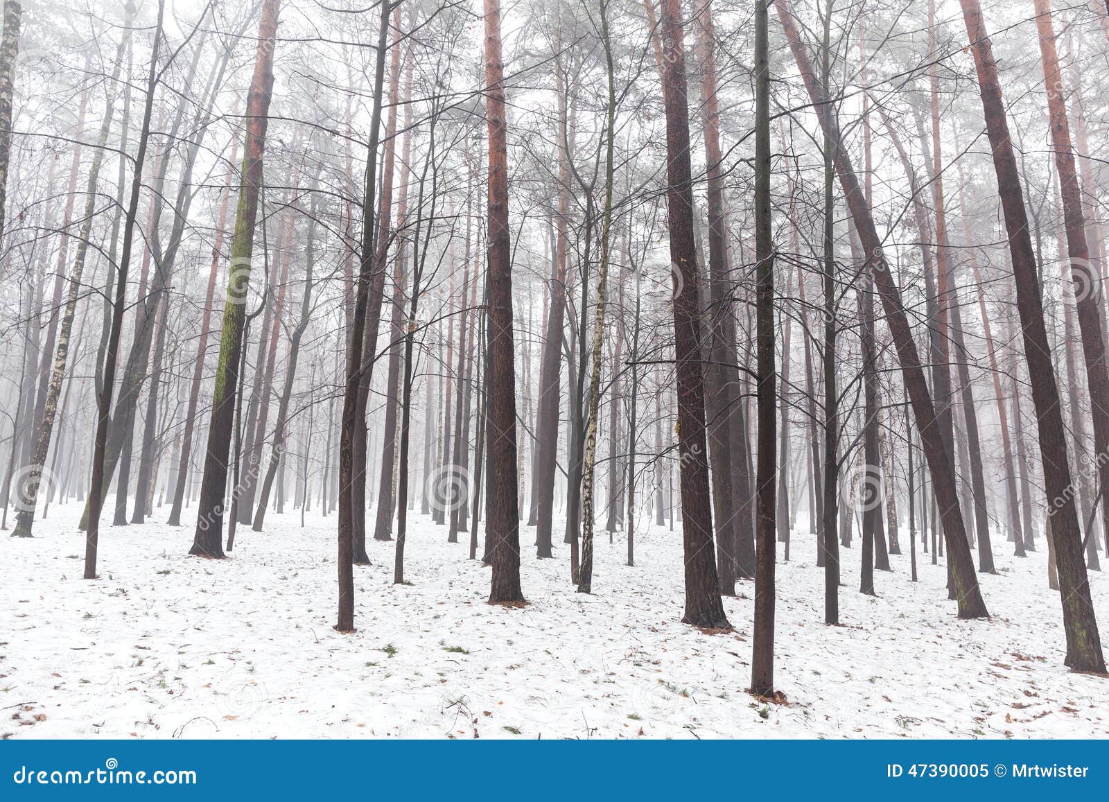 Foggy winter forest stock image. Image of trunk, foggy - 47390005