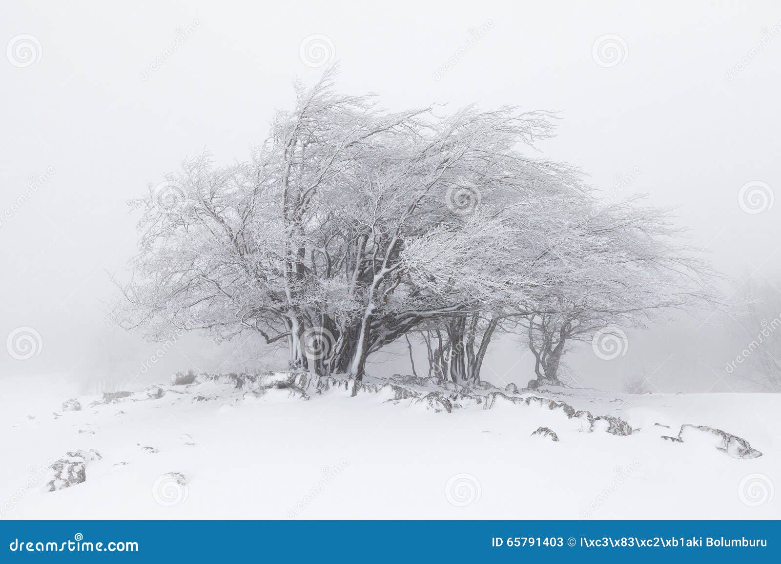 Foggy Winter Landscape in the Forest Stock Image - Image of navarre ...