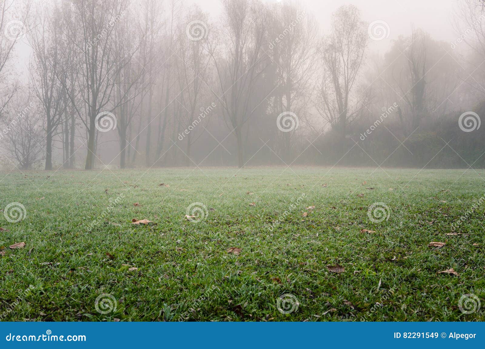Foggy Winter Morning in a Park Stock Image - Image of misty, meadow ...