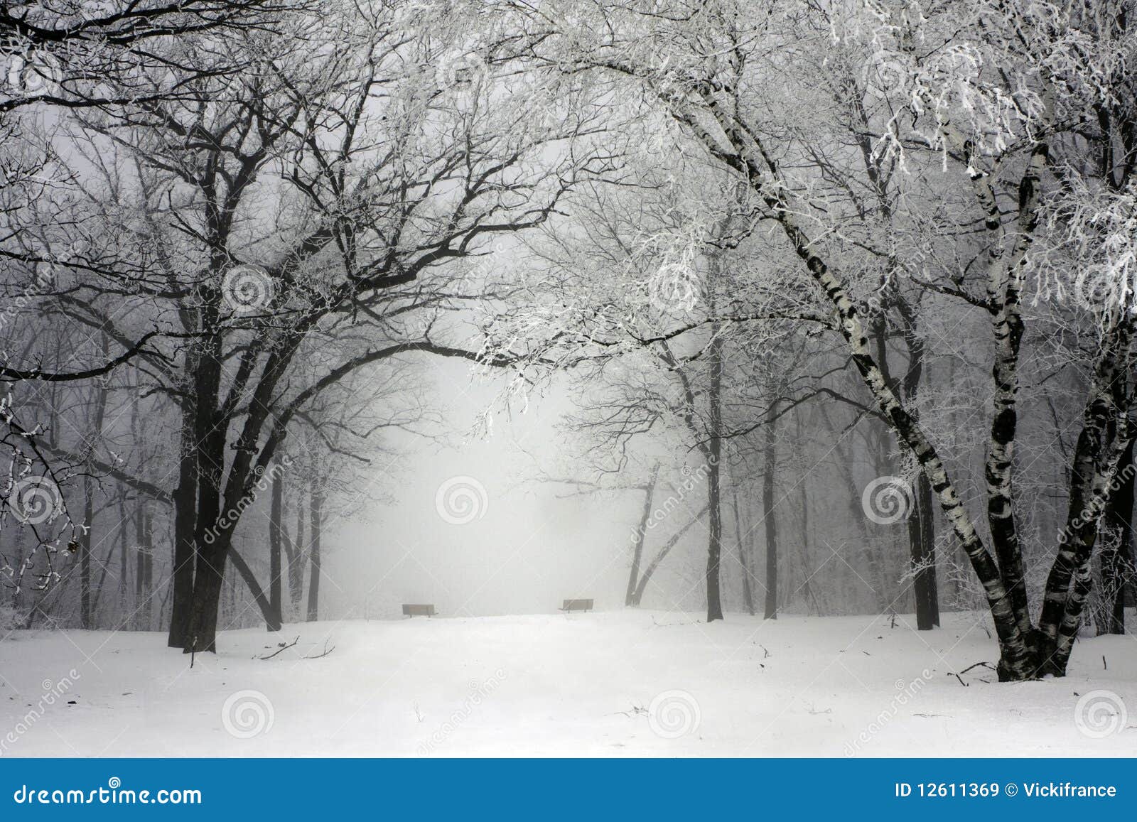 Foggy winter park stock image. Image of climate, atmosphere - 12611369