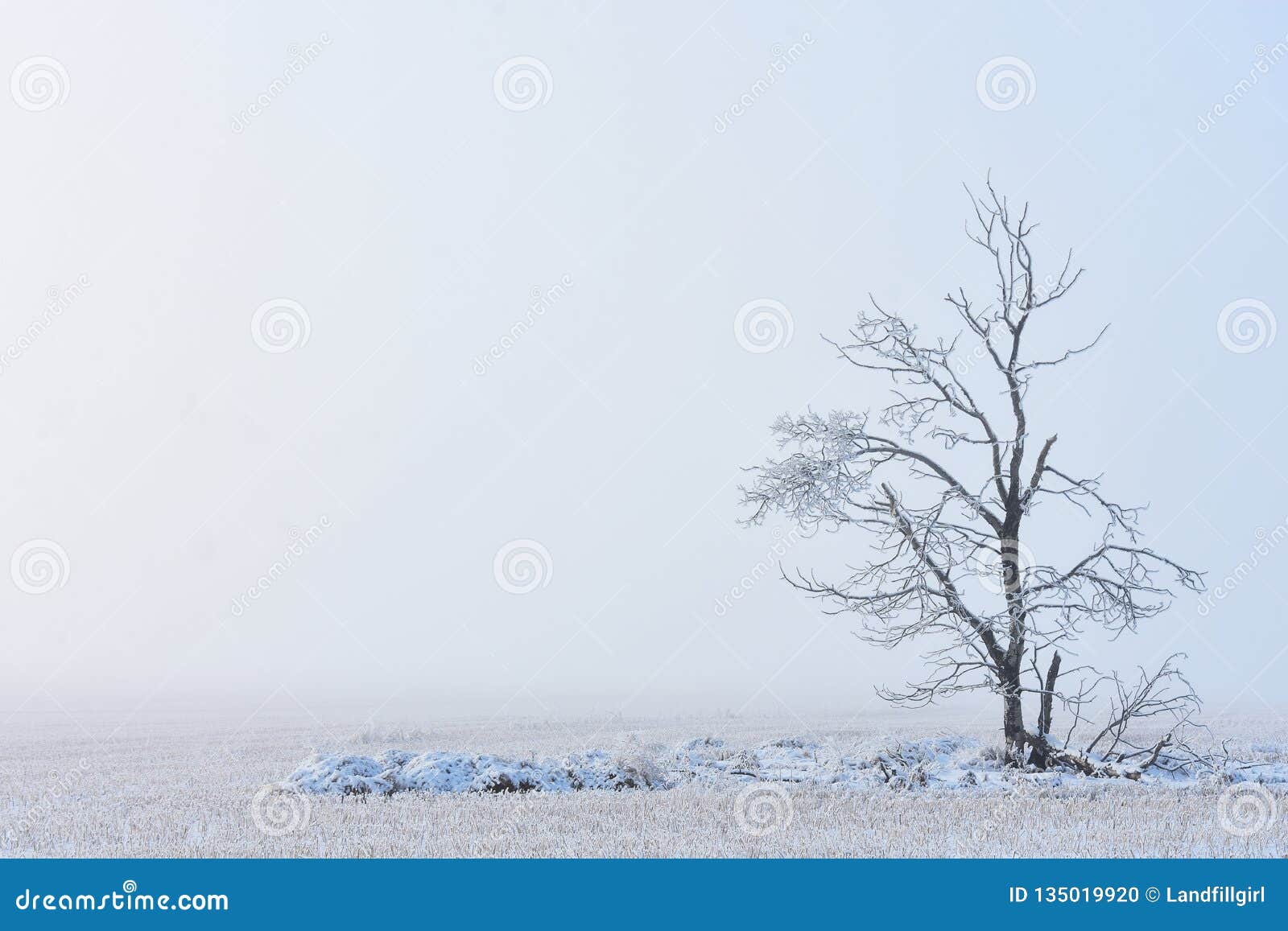 Foggy Winter Scene stock photo. Image of branch, cold - 135019920