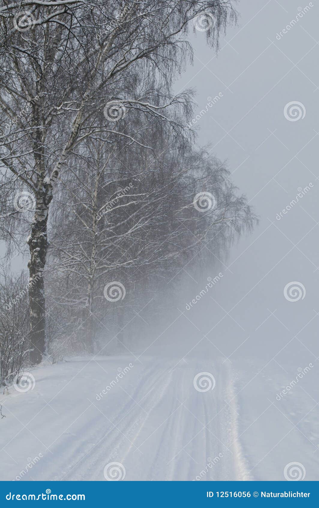 Foggy winter scenery stock photo. Image of silence, scenery - 12516056
