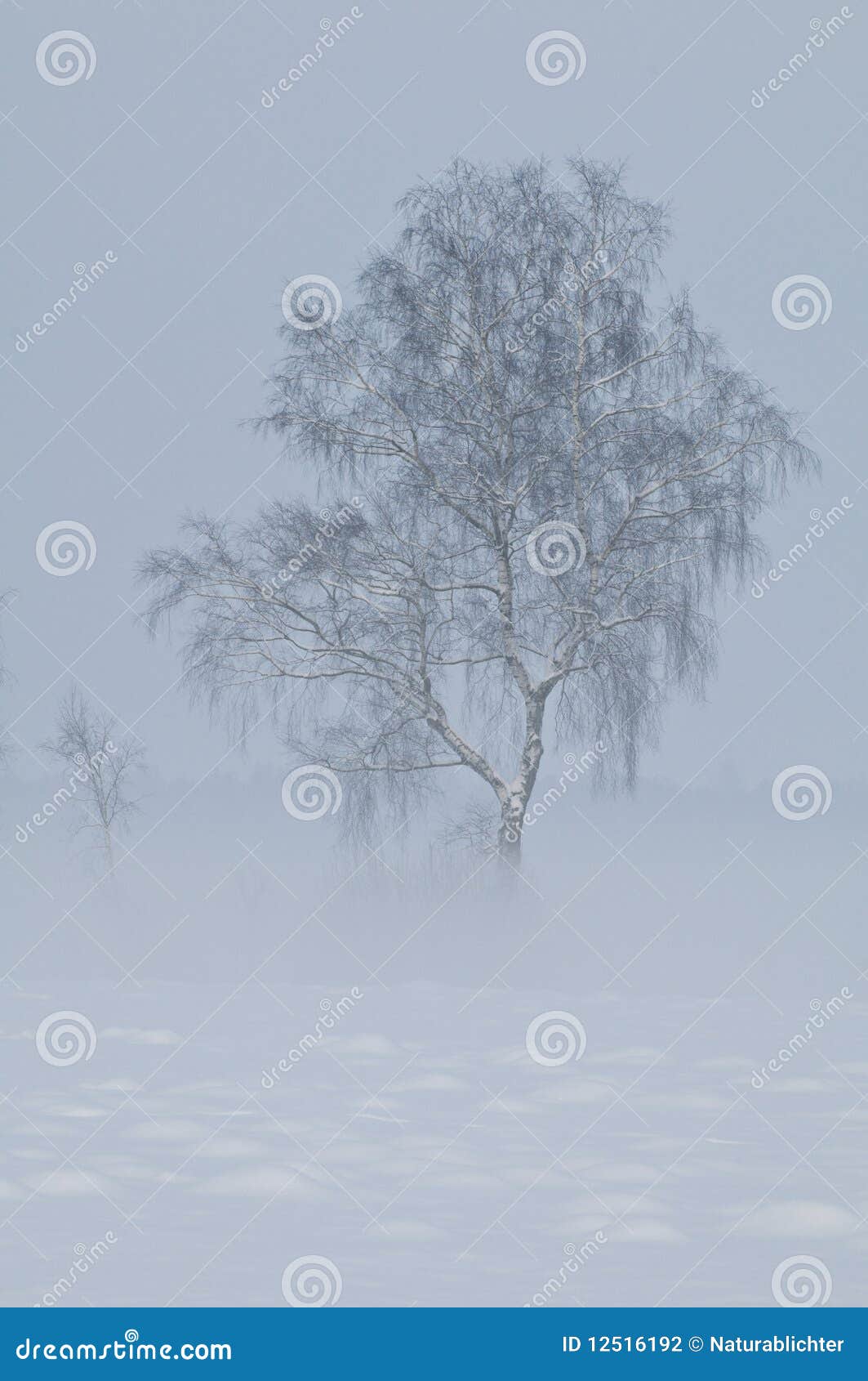 Foggy winter scenery stock photo. Image of views, snow - 12516192